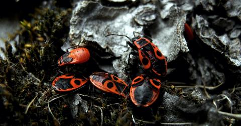 Is the Chernobyl Nuclear Disaster Causing Insect Mutations?