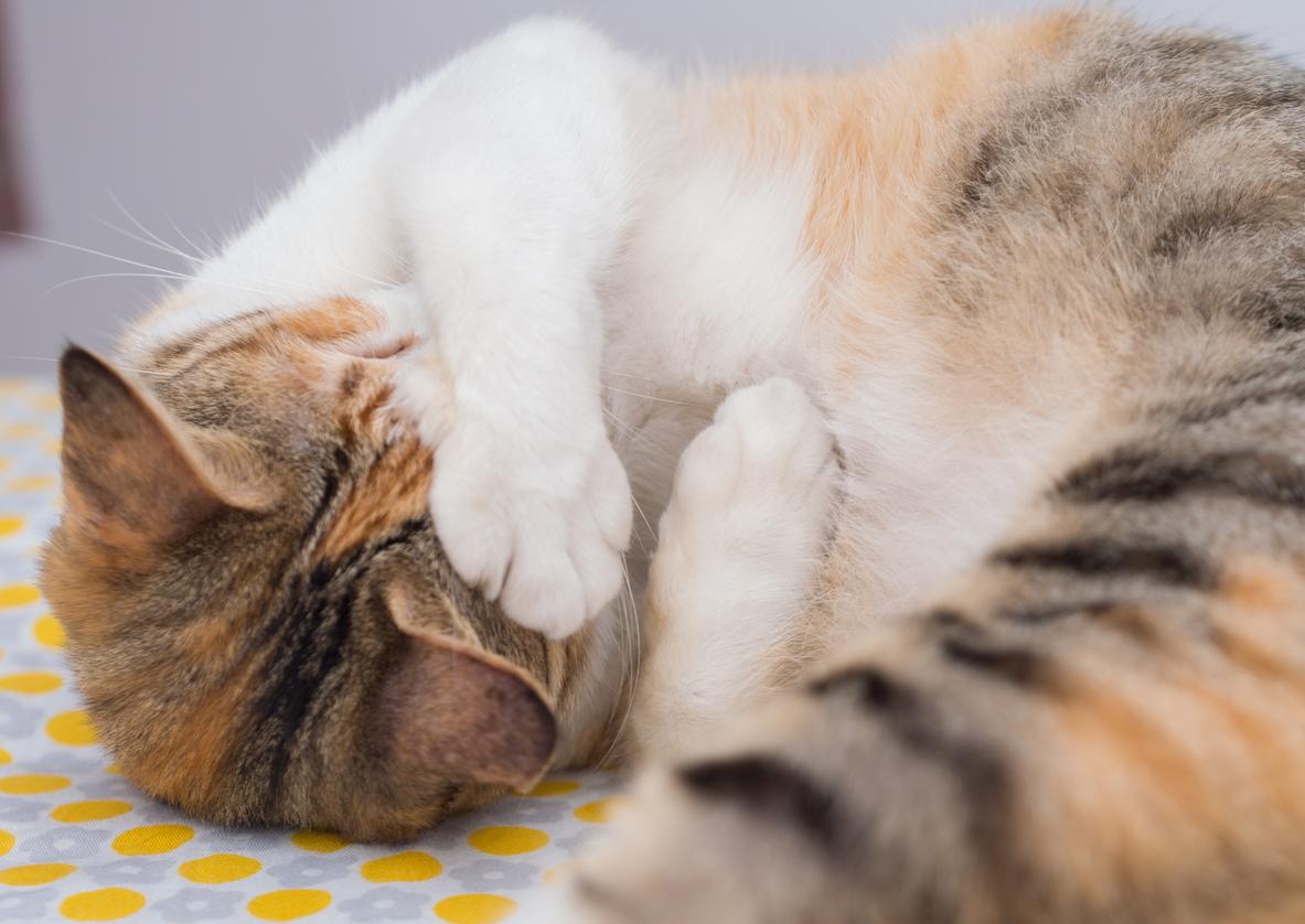 Here's Why Cats Cover Their Faces When They Sleep