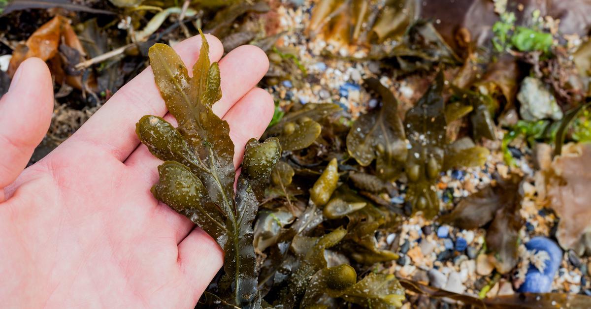 What Is an Underwater Farm? They're Completely Self-Sufficient