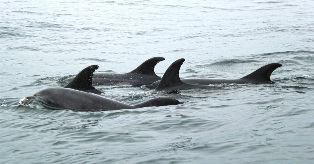 Dolphins Are Extremely Smart Animals — Here's Why