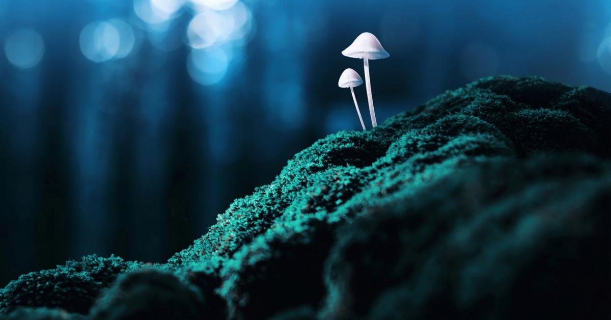 Psychedelic Mushrooms' Side Effects in the Long Term