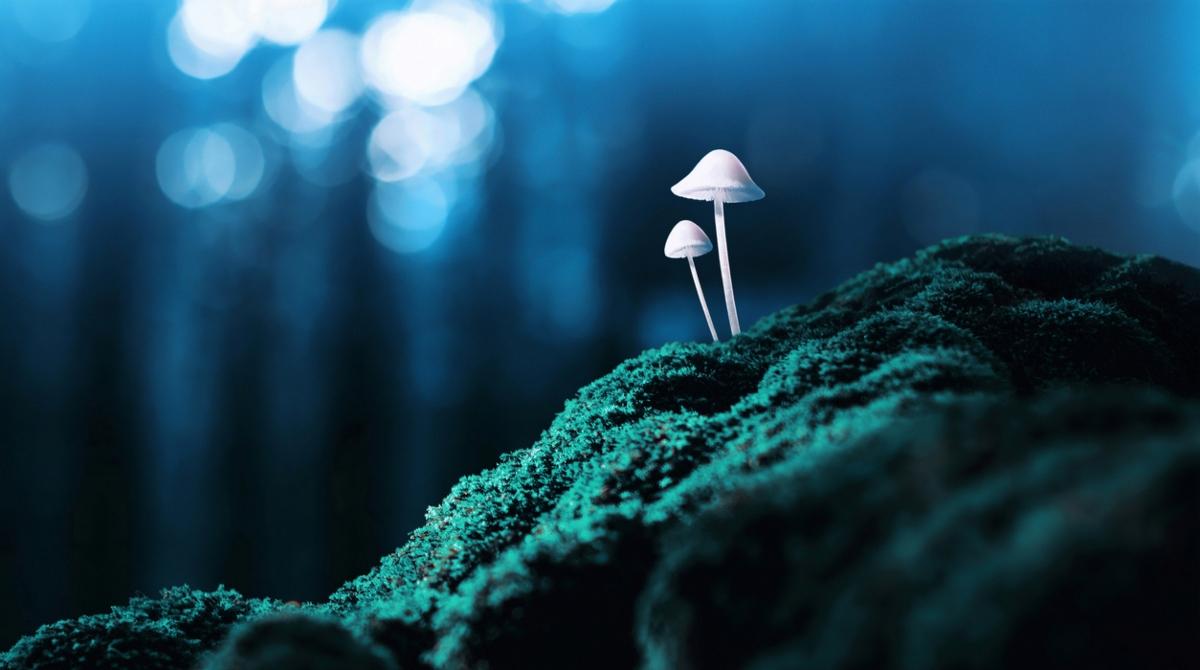 Psychedelic Mushrooms' Side Effects in the Long Term