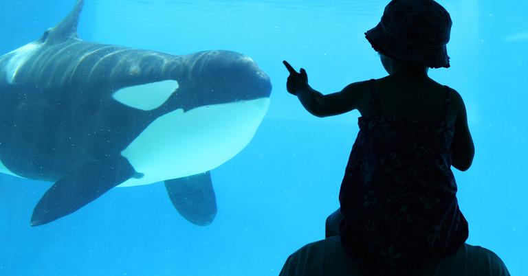 The Dark Side of SeaWorld and Animal Abuse
