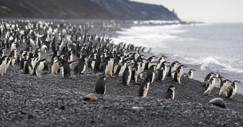 Are Penguins Good Parents? Their Adorable Parenting Skills