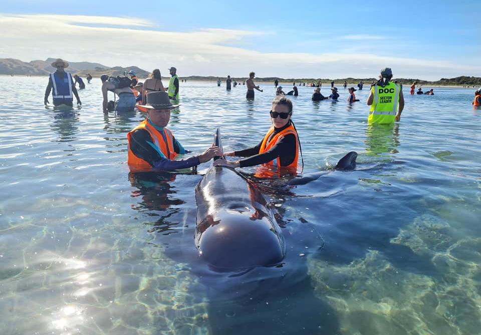 28 Beached Whales Rescued on New Zealand Beach in Three-Day Mission