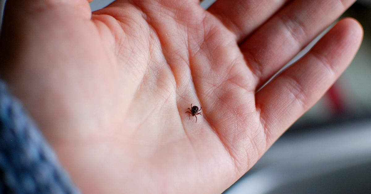 Global Warming Causes Ticks to Gravitate to Humans, So Watch Out