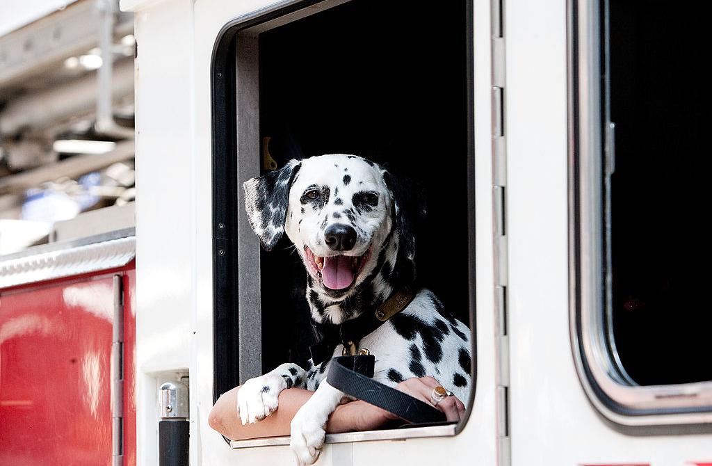 Dalmatians as Firefighter Companions: A Detailed History