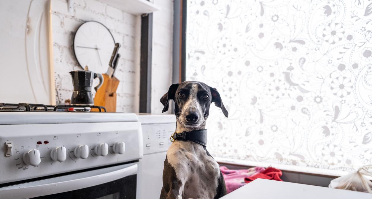 How to Stop Dogs From Counter-Surfing, a Guide