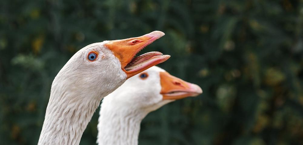Do Geese Have Teeth? Correcting a Common Misconception