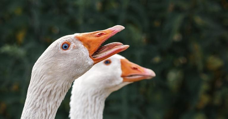 Do Geese Have Teeth? Correcting a Common Misconception