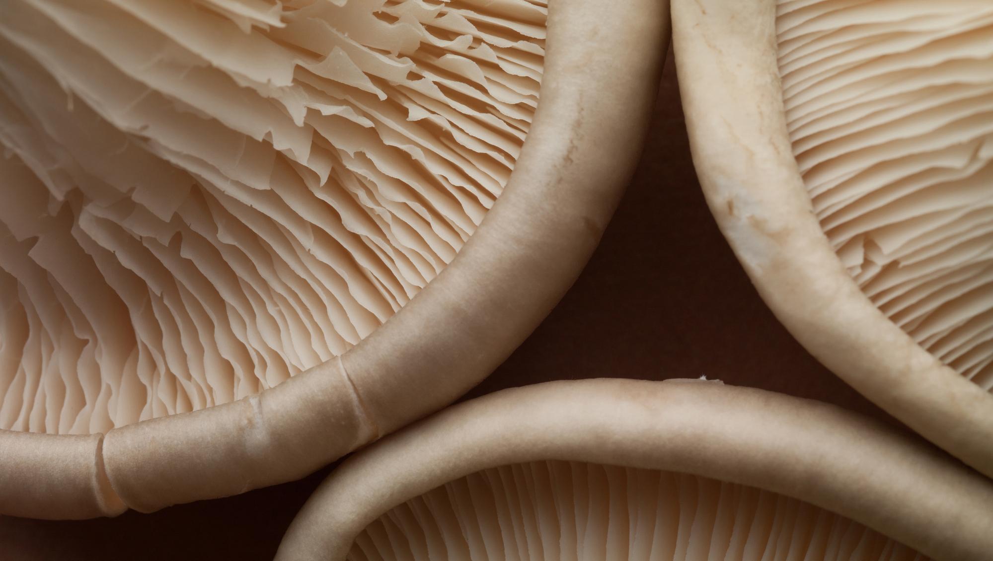 Foraging: What It Is, How to Get Started, and More