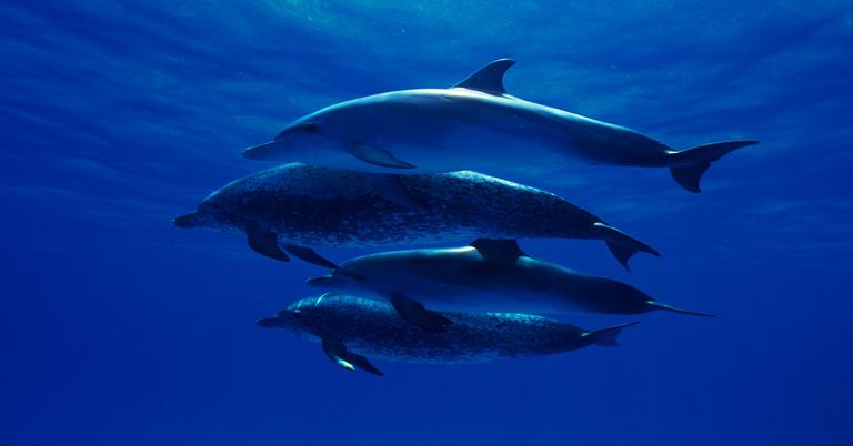 Why Are Dolphins Evil? A Look Into Their Dark Side