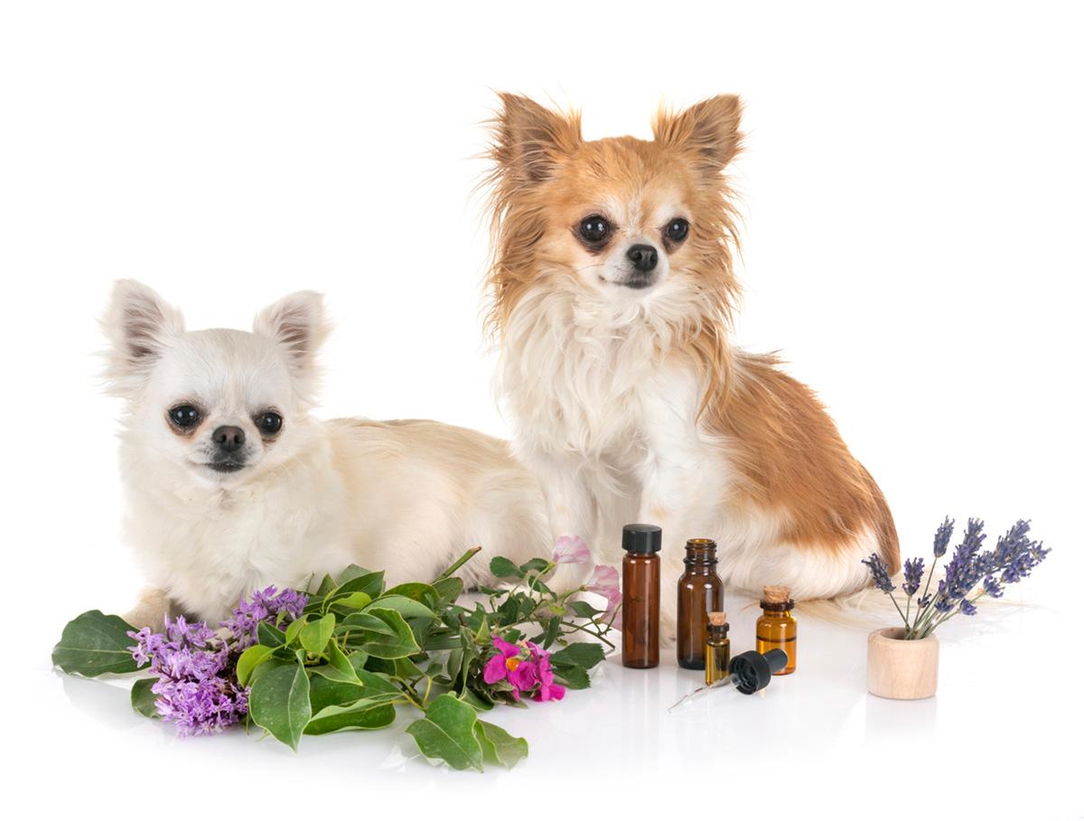 All-Natural Flea Treatments to Try at Home