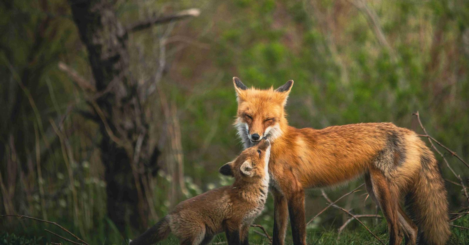 Seeing Foxes? Here’s What It Means, Spiritually