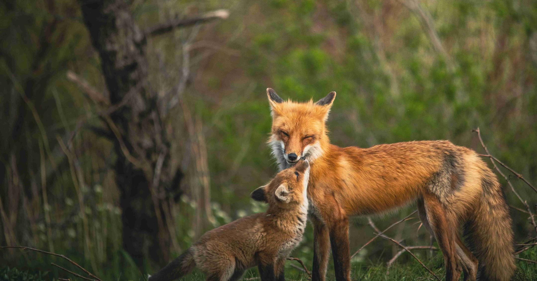 Seeing Foxes? Here’s What It Means, Spiritually