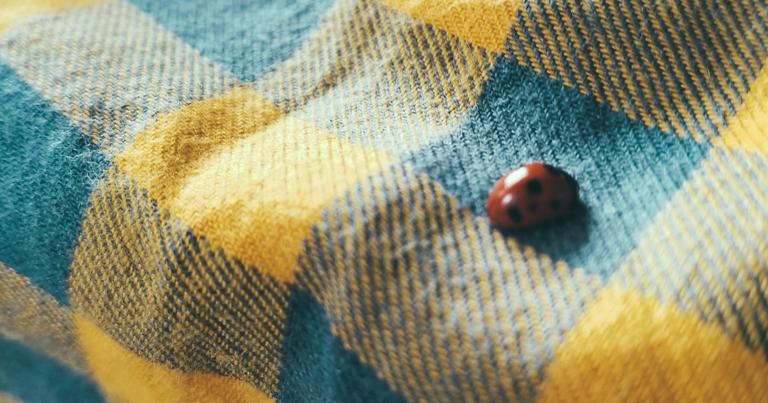 What Happens to Ladybugs in the Winter? Here's Why They're in Your House