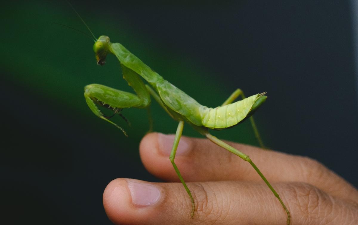 Are Praying Mantises Poisonous? A Guide to All Things Mantis