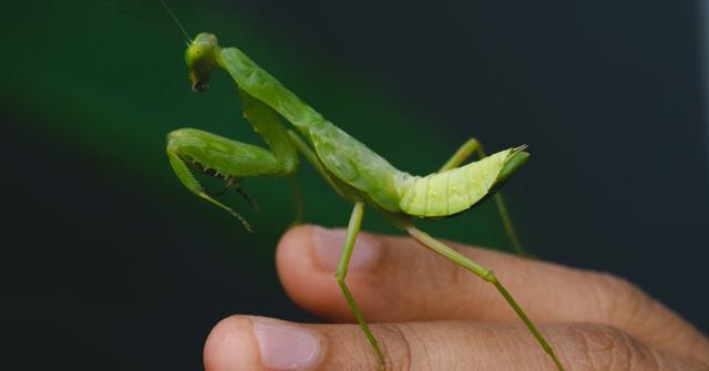 Are Praying Mantises Poisonous? A Guide to All Things Mantis