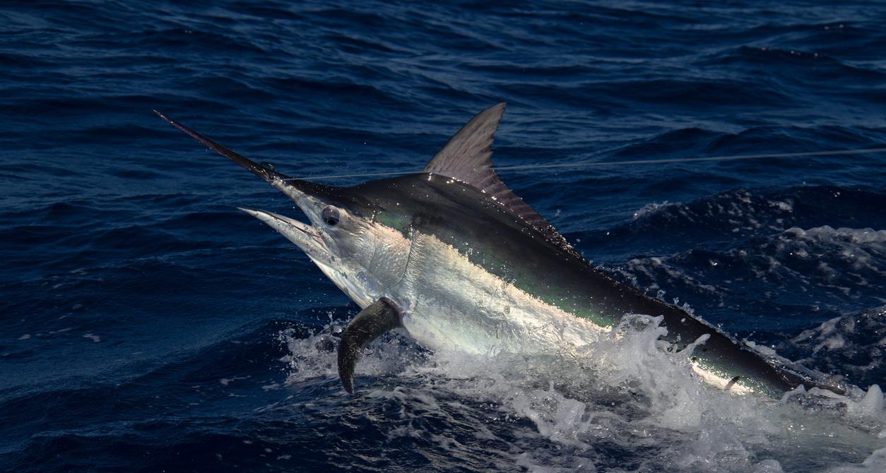 Here's a List of the Fastest Fish in the Ocean