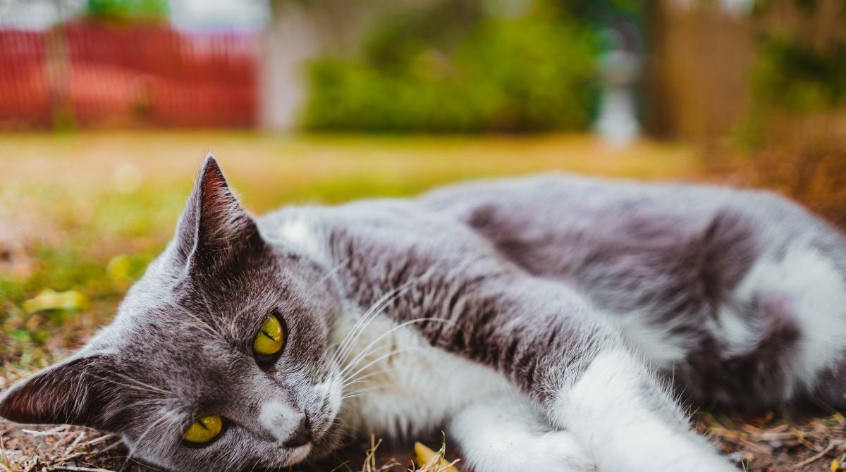 Cat Stung by a Bee? Here's What to Do