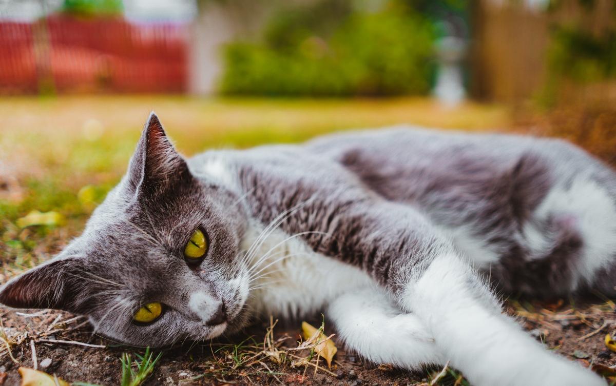 Cat Stung by a Bee? Here's What to Do