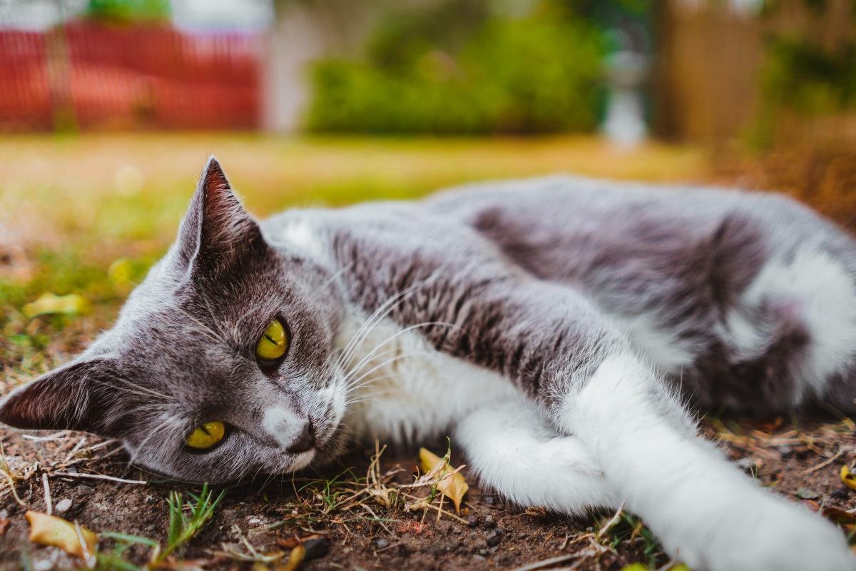 Cat Stung by a Bee? Here's What to Do