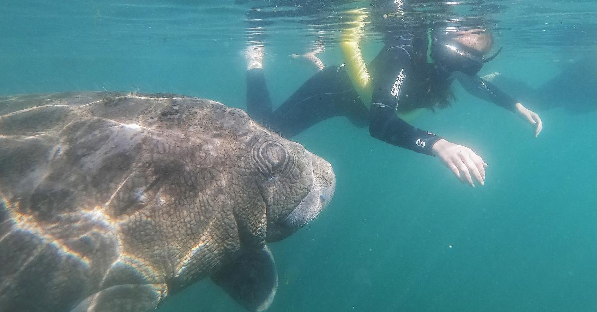 Are Manatees Dangerous? Their Demeanor Explained