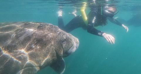 Are Manatees Dangerous? Their Demeanor Explained