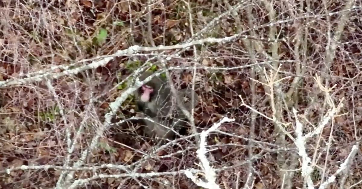 Japanese Macaque Monkey Escapes From Zoo in the Scottish Highlands