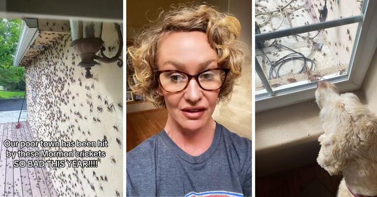 Nevada Woman Documents Mormon Cricket Infestation Online