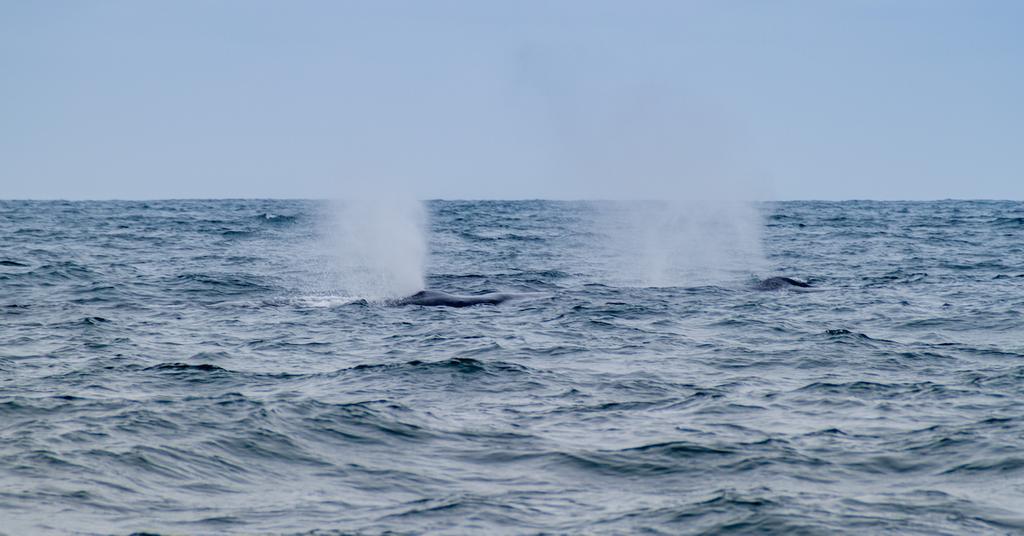 How Deep Sea Mining Could Impact Whales, With Government Approval