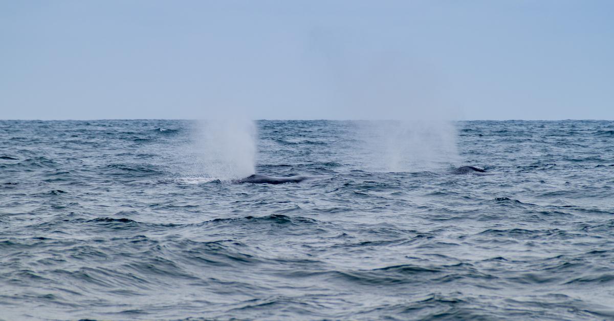 How Deep Sea Mining Could Impact Whales, With Government Approval How Deep Sea Mining Could Impact Whales, With Government Approval