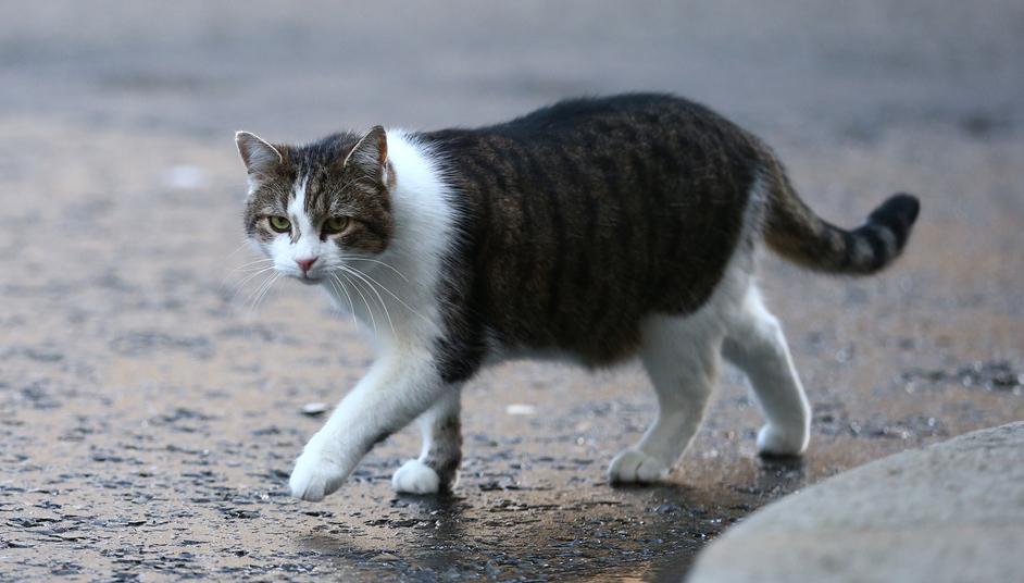Coccidia in Cats: Symptoms, Causes, and Cures