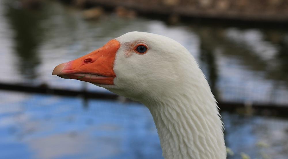 Do Geese Have Teeth? Correcting a Common Misconception
