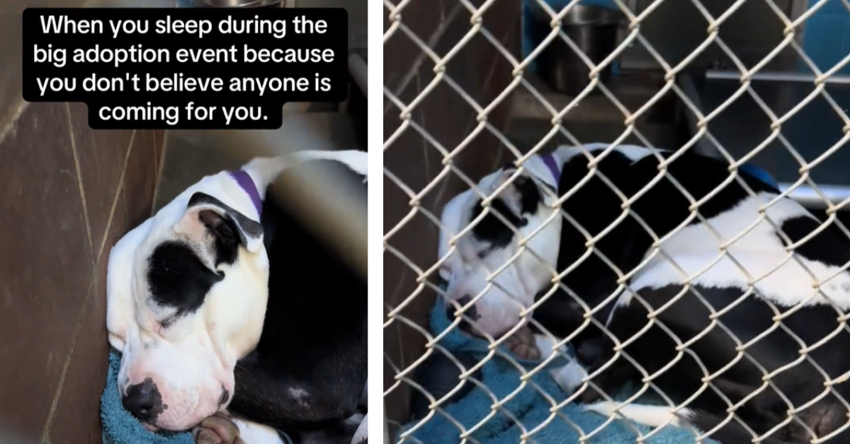 Dog Who Slept Through Adoption Finds Happy Home