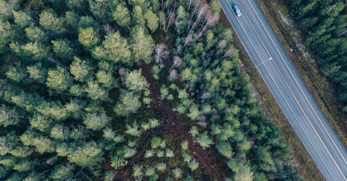 The Trump Administration Was Sued for Logging by Conservation Groups