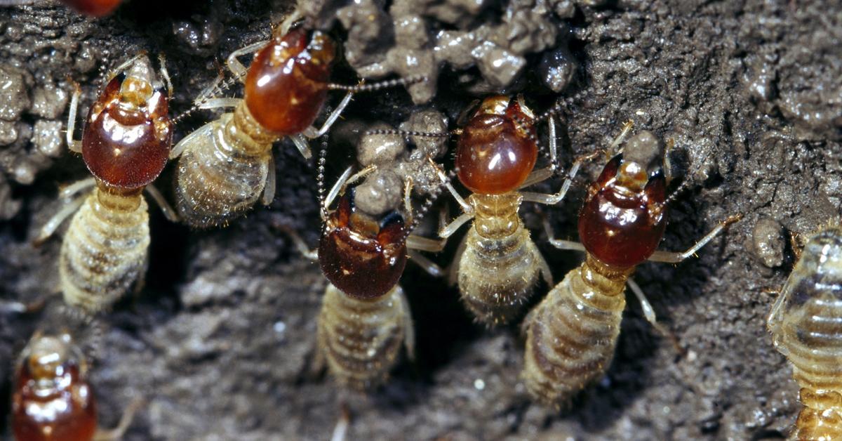 How Do I Know If I Have Termites? What to Look For in Your Home