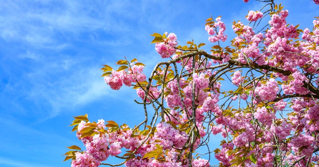 A Guide to When and Where You Can See the D.C. Cherry Blossoms