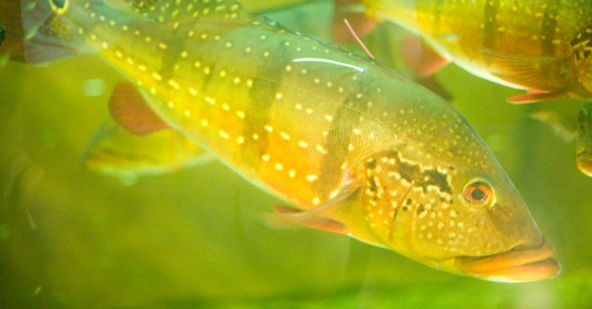 Freshwater Fish Conservation Groups That Are Working to Save Them