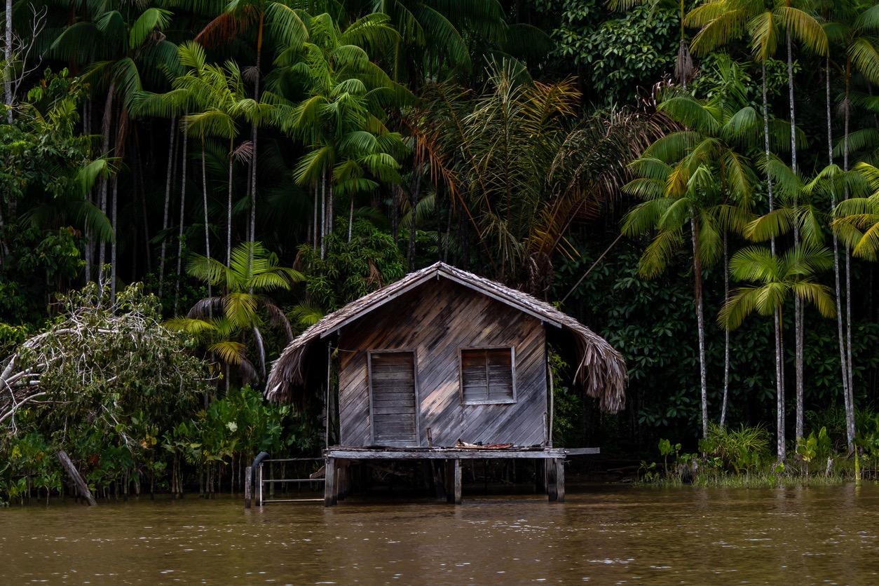 Fun Facts About the Amazon Rainforest — the Largest Rainforest in the World