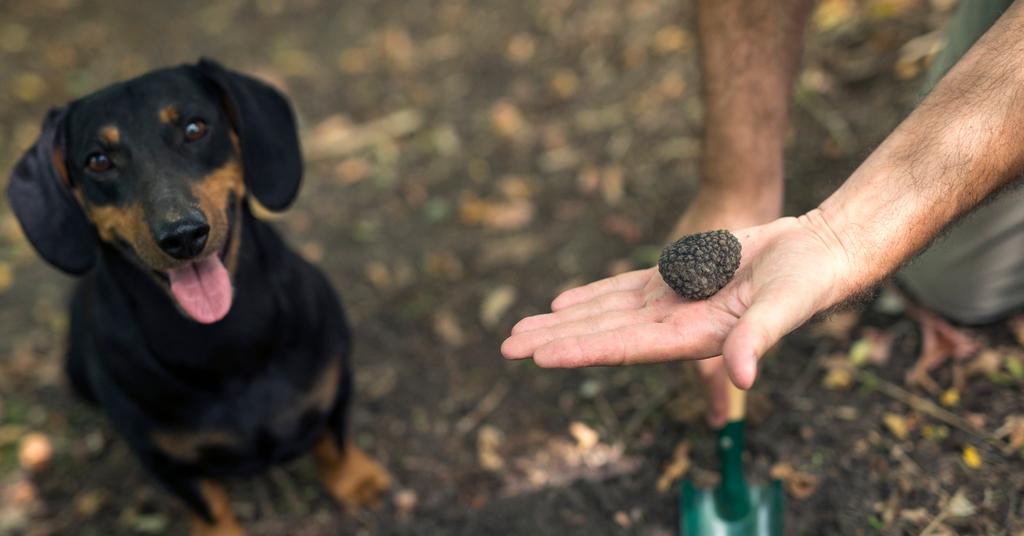 Unpacking the Reason Why Truffles Are so Expensive