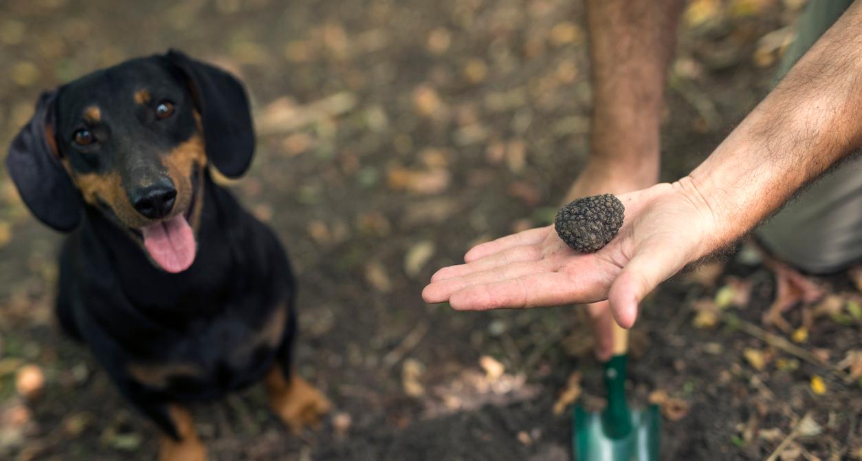 Unpacking the Reason Why Truffles Are so Expensive