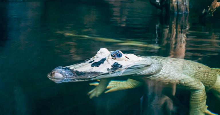 Super-Rare Leucistic Alligator Born at Florida's Gatorland