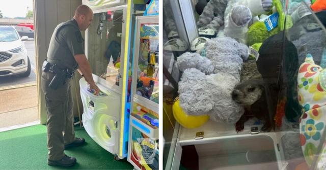 Groundhog Found Hiding in Pennsylvania Claw Machine
