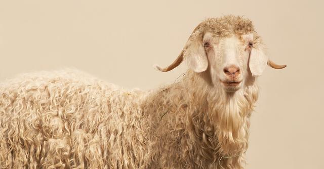 What Animal Does Cashmere Come From? Here's How Cashmere Is Made