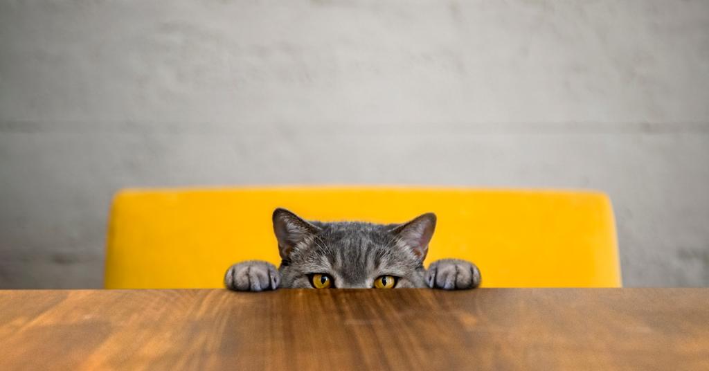 Why Do Cats Knock Things Over? The Method Behind the Madness