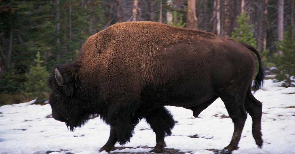 Yellowstone Bison: Should They Be Protected by the Federal Government?
