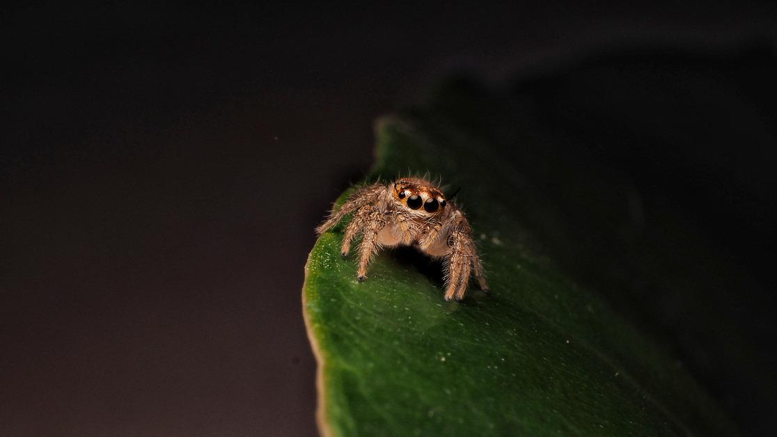 Why Are Jumping Spiders so Cute? The Species Is Captivating the Web