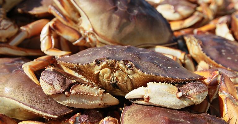 Pacific Ocean Is Becoming so Acidic That Crab Shells Are Dissolving