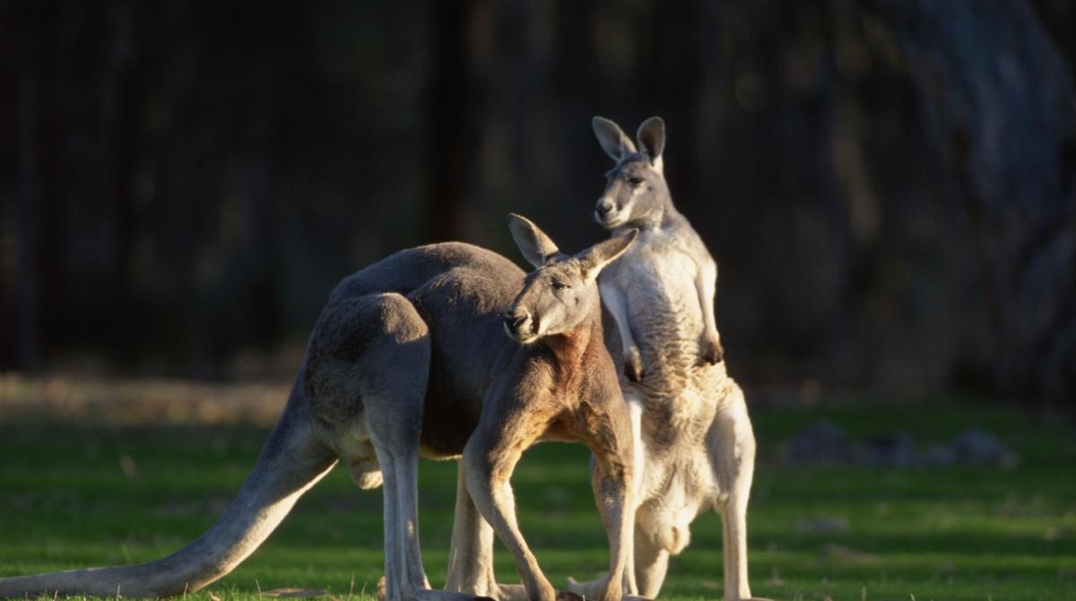 Why Are Kangaroos so Buff? Here's What to Know About Them
